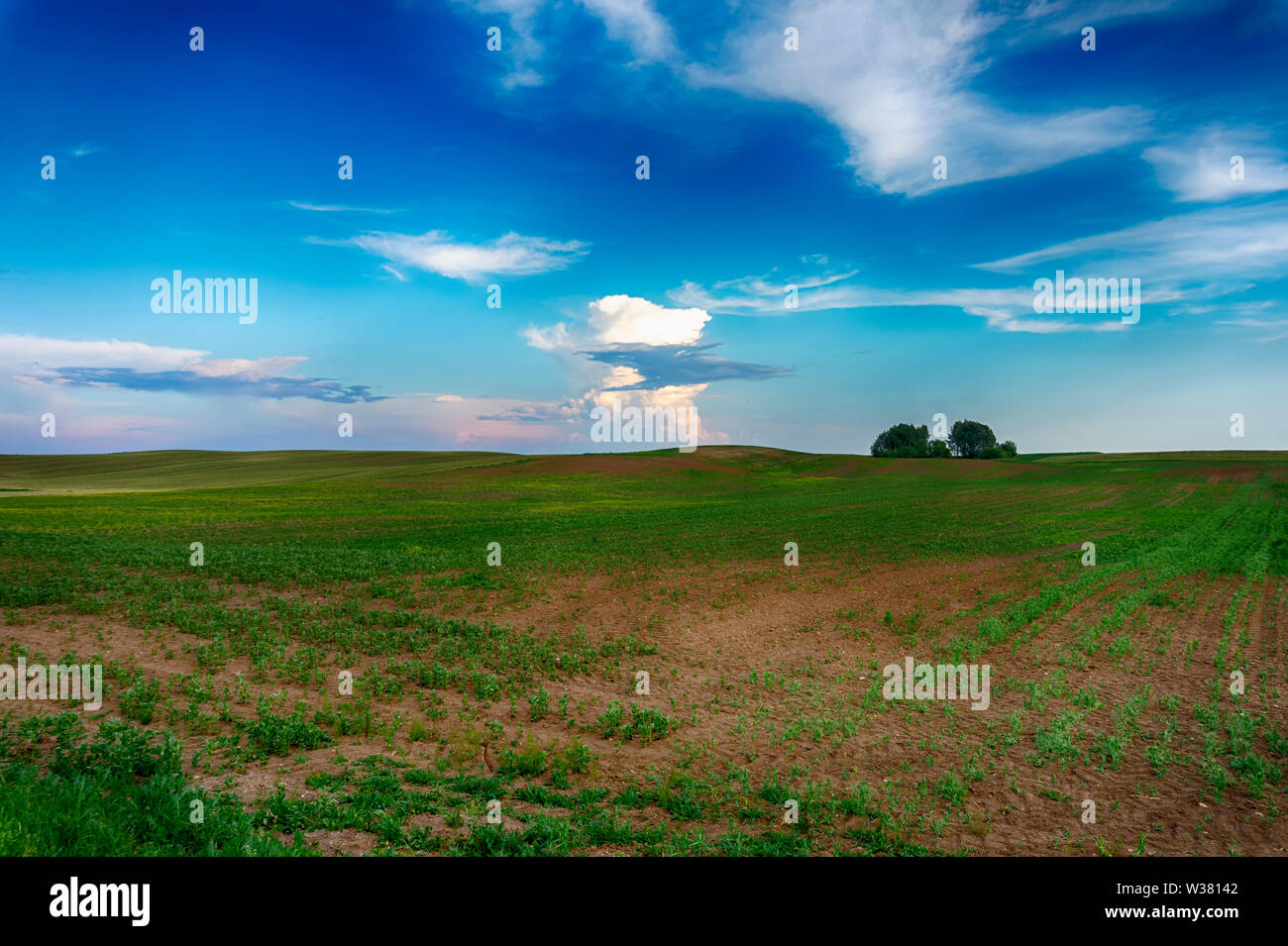 Vert pâturage avec des collines au coucher du soleil avec des nuages roses dans un ciel bleu et ...