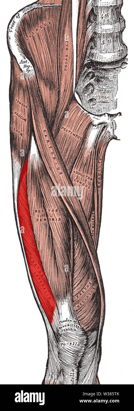 Vastus lateralis muscle Banque de photographies et d’images à haute ...