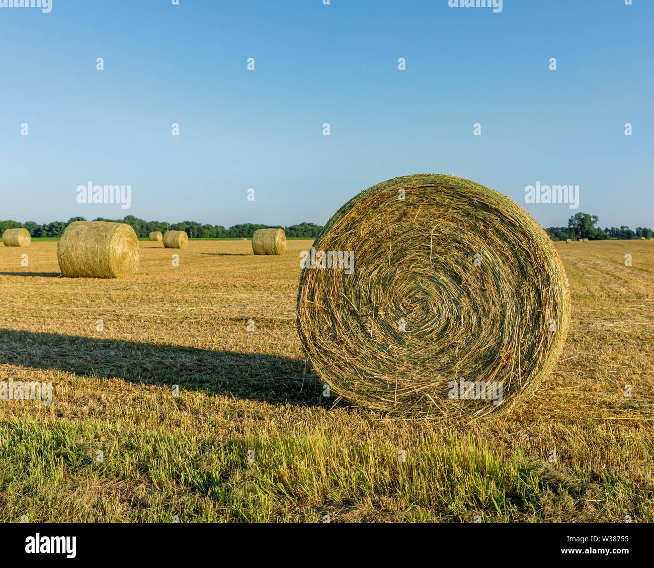 Balles de foin de luzerne Banque de photographies et d’images à haute ...