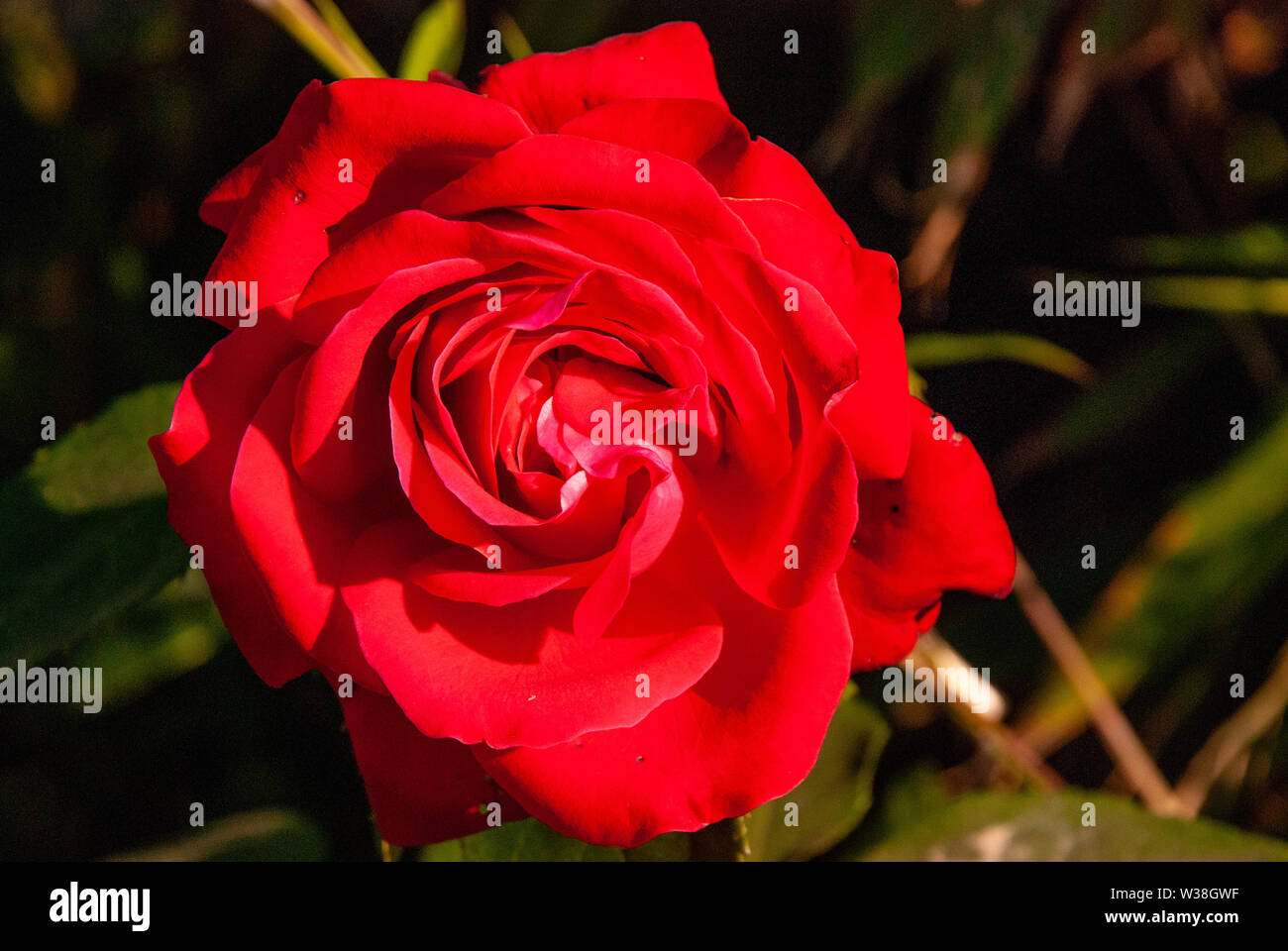 Rose classique Banque de photographies et d’images à haute résolution ...