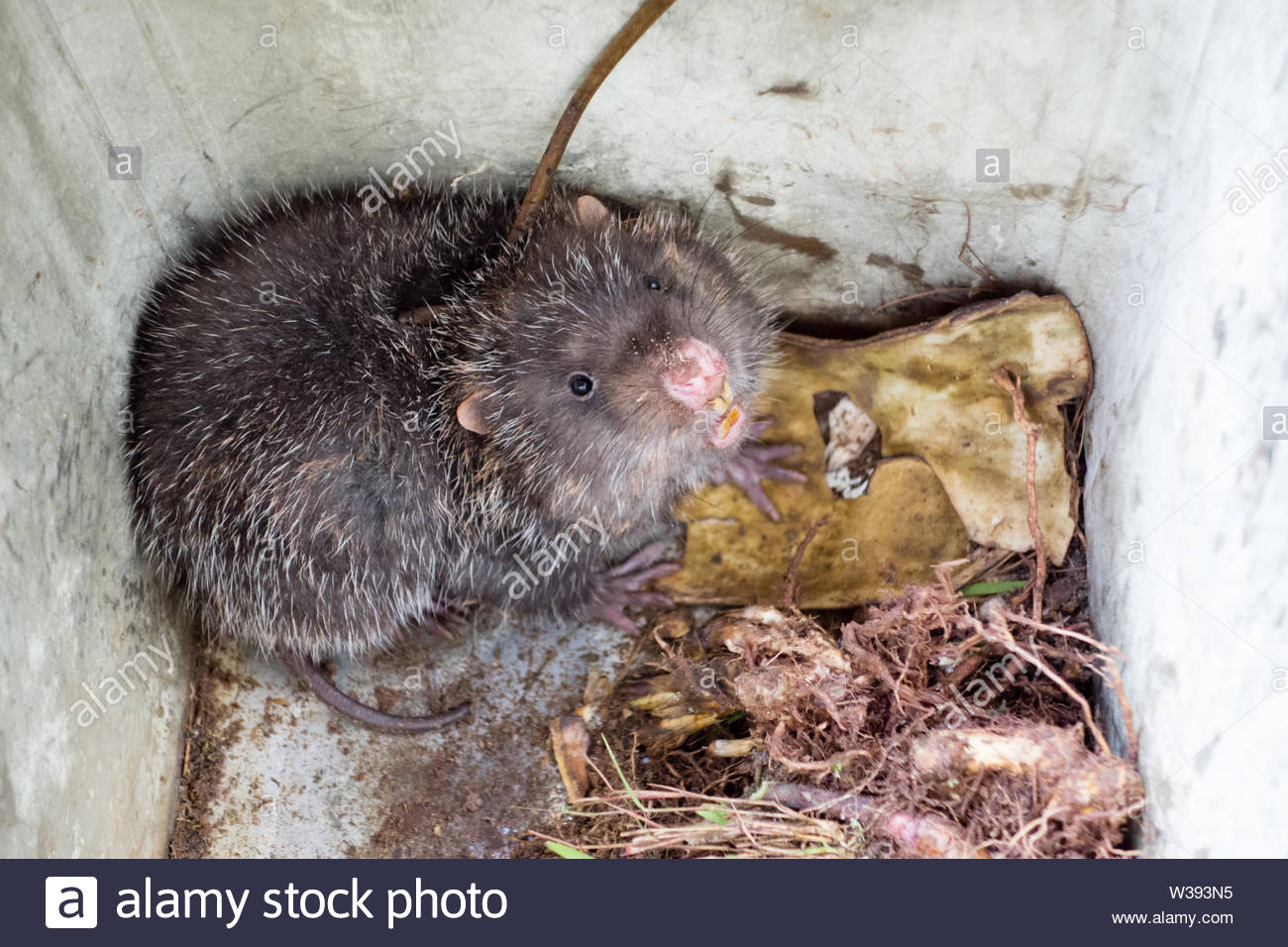 Angry Rat Banque d'image et photos - Alamy