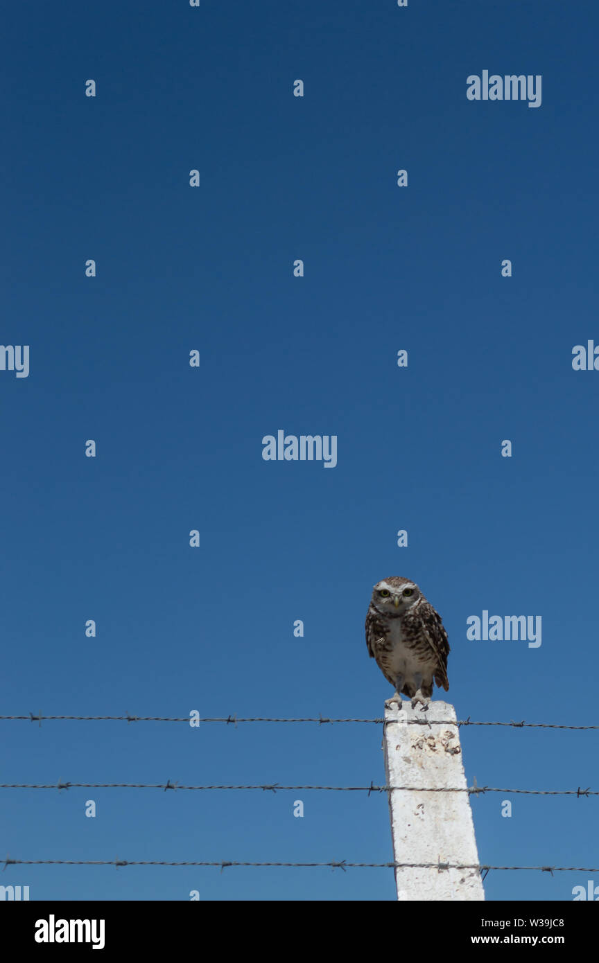 Chouette de patagonie Banque de photographies et d’images à haute ...