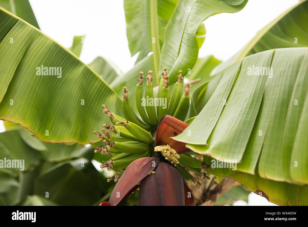 Bananier des canaries Banque de photographies et d’images à haute ...