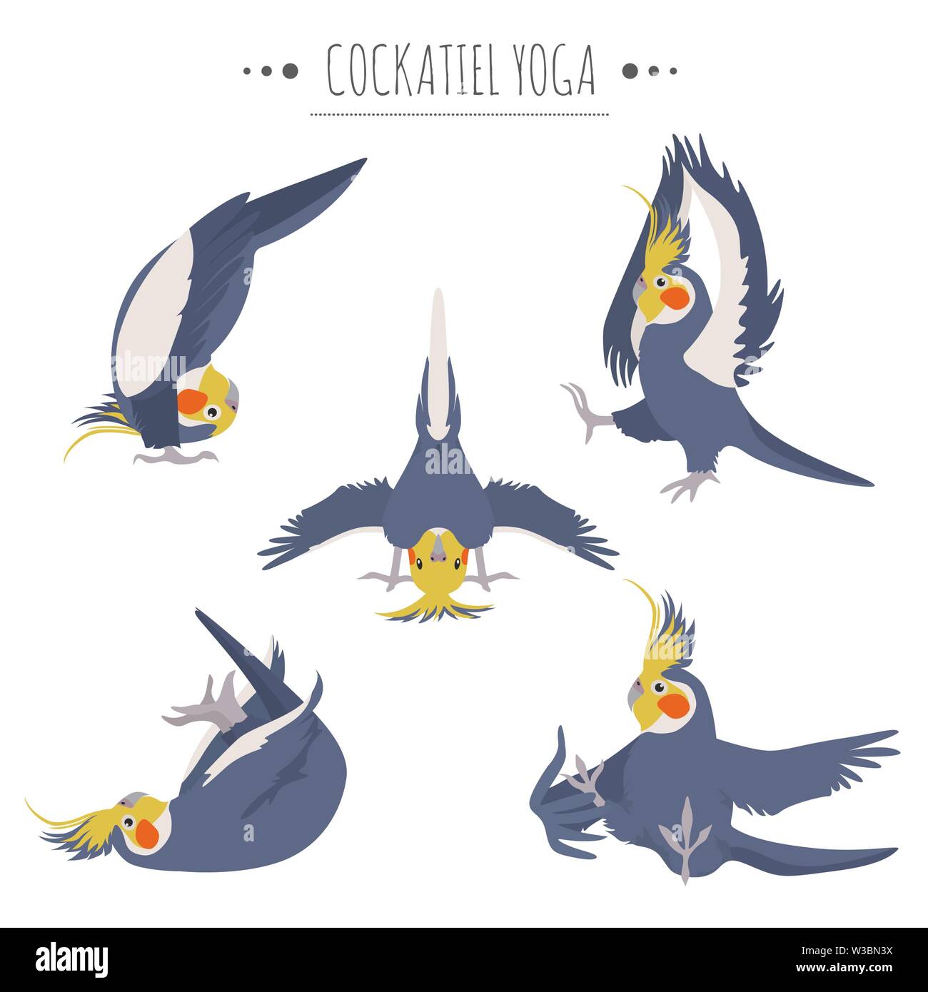 Pose calopsitte Banque de photographies et d’images à haute résolution ...