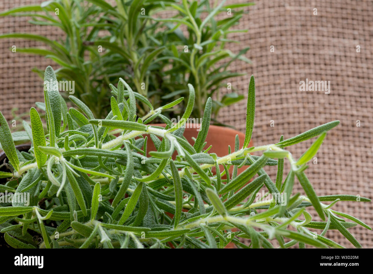 Romarin bio en pot plante avec des racines dans les sols fertilisés ...