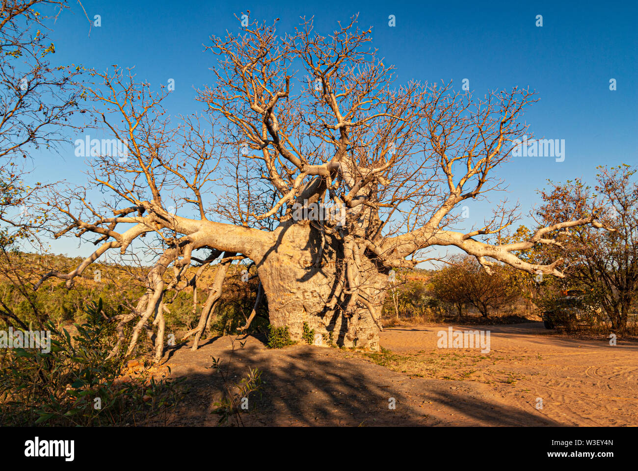 Wyndham boab arbre de la prison Banque de photographies et d’images à ...