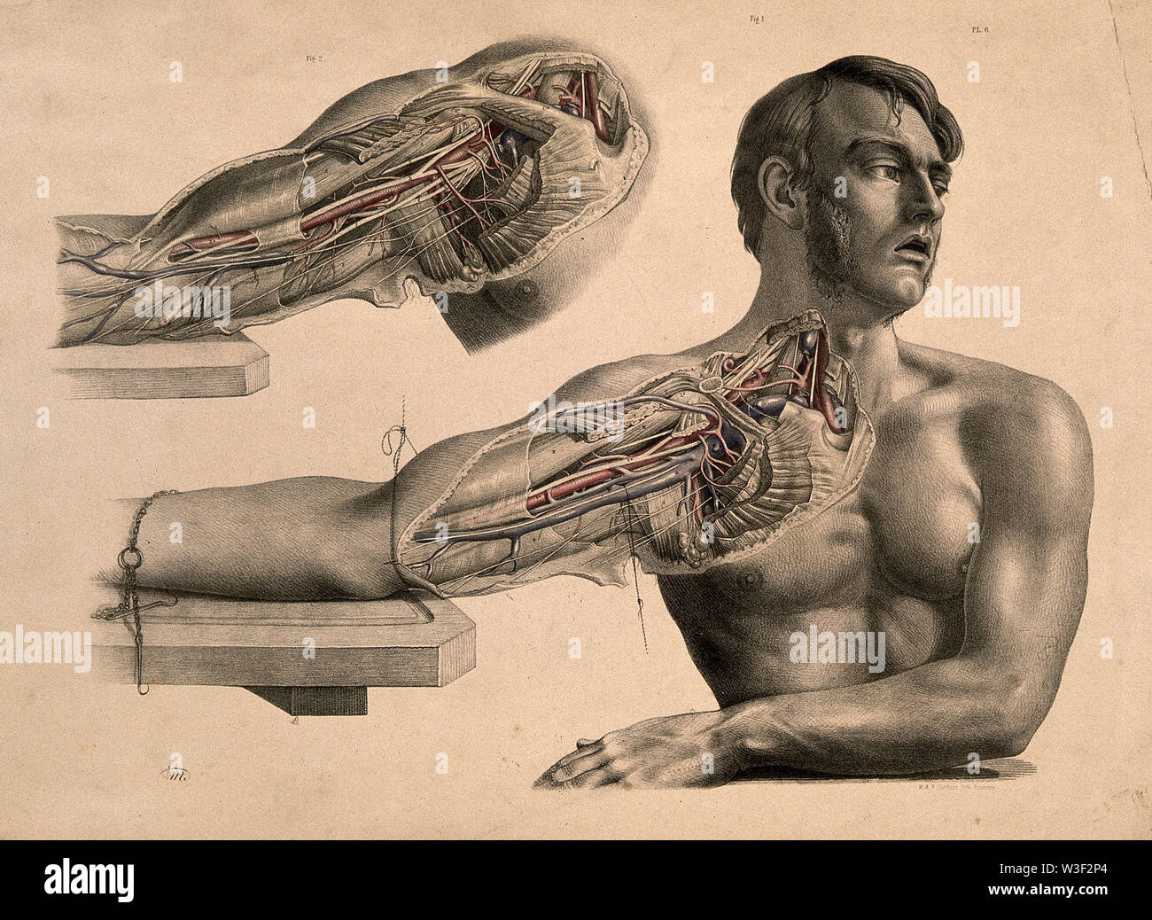 Muscles corps anatomie dessin Banque de photographies et d’images à ...