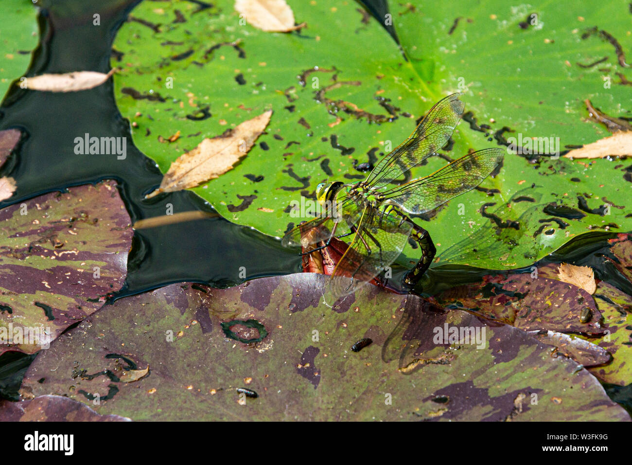 Libellule empereur bleu Banque de photographies et d’images à haute résolution - Alamy
