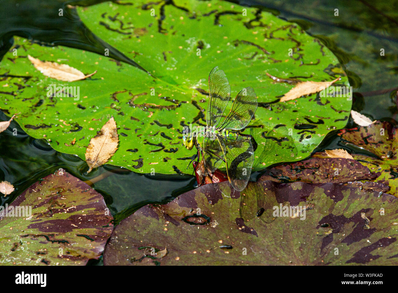 Libellule empereur bleu Banque de photographies et d’images à haute résolution - Alamy