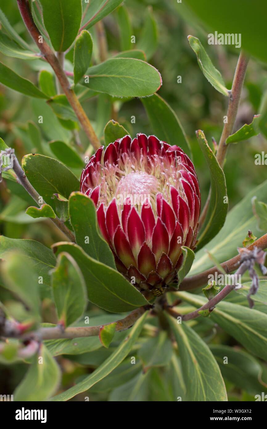 Protea obtusifolia Banque de photographies et d’images à haute résolution - Alamy