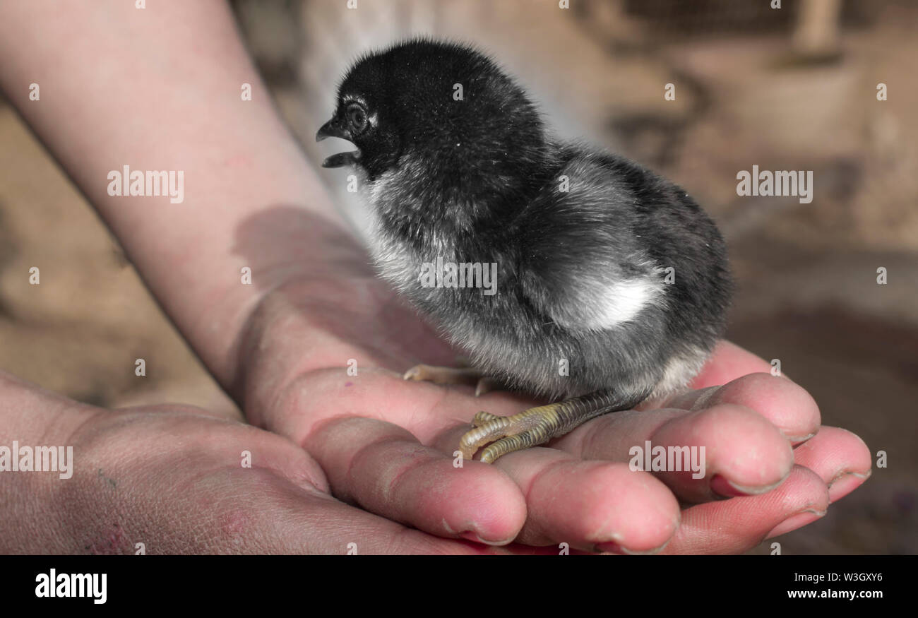 Poussin noir Banque de photographies et d’images à haute résolution - Alamy