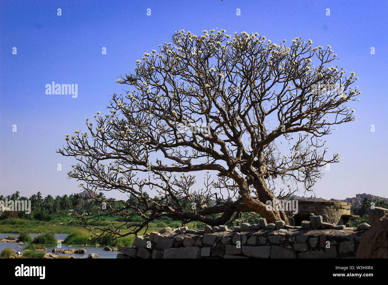 Arbres solitaires Banque de photographies et d’images à haute ...