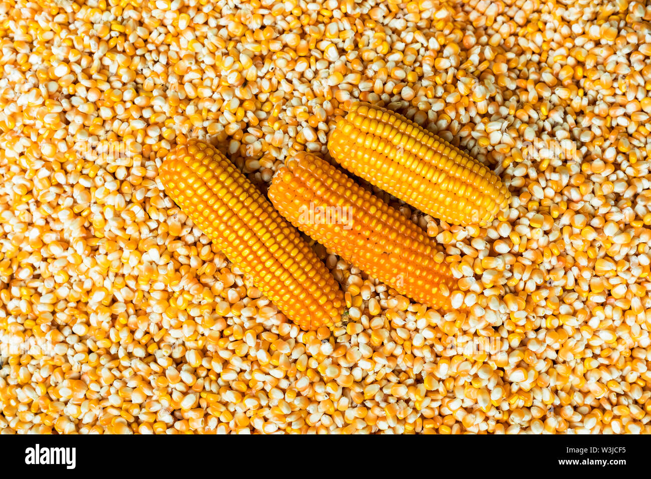 La texture du maïs. Maïs jaune comme arrière-plan. Légumes Maïs modèle ...