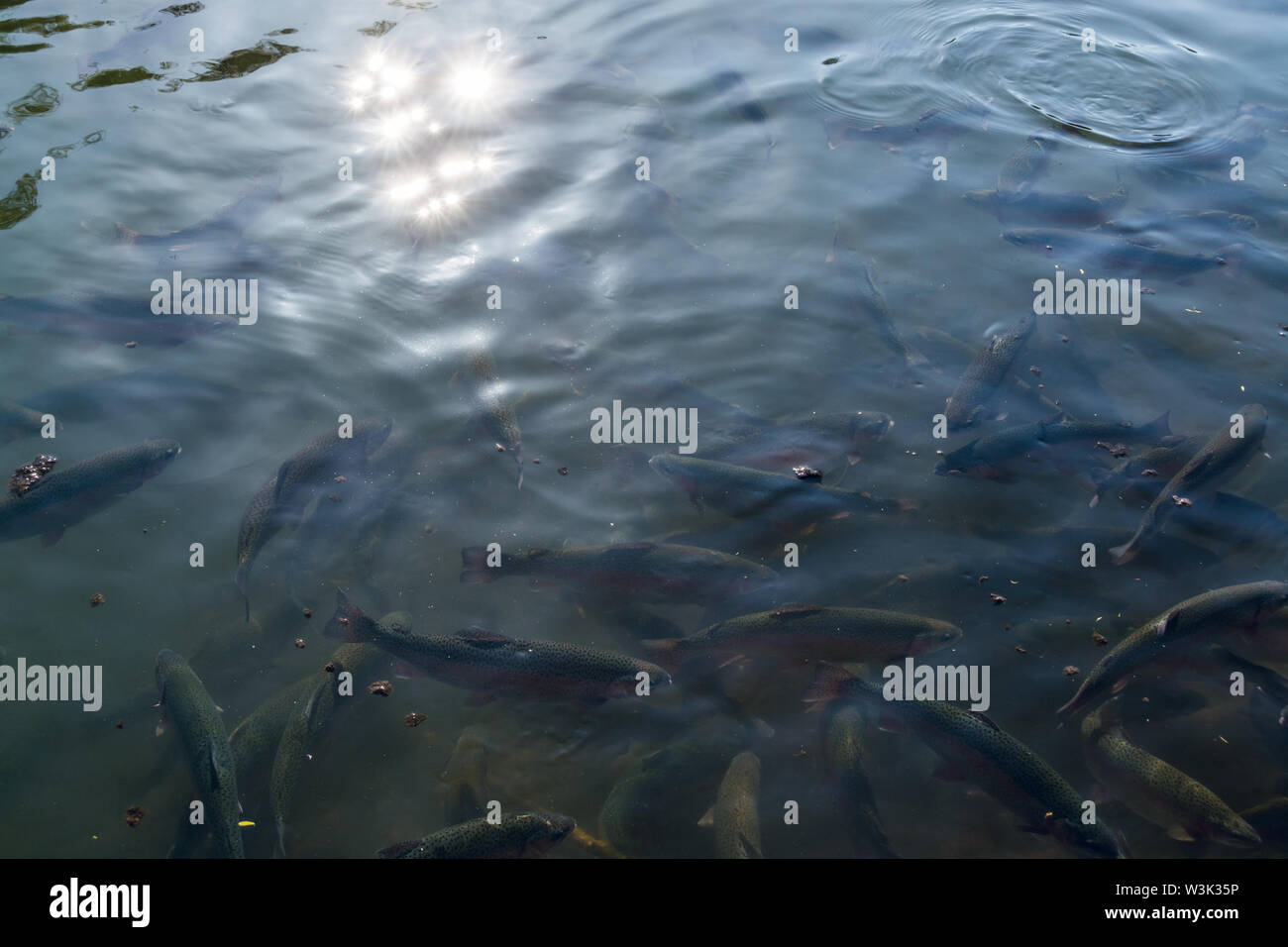Poissons dans le lac Banque de photographies et d’images à haute ...