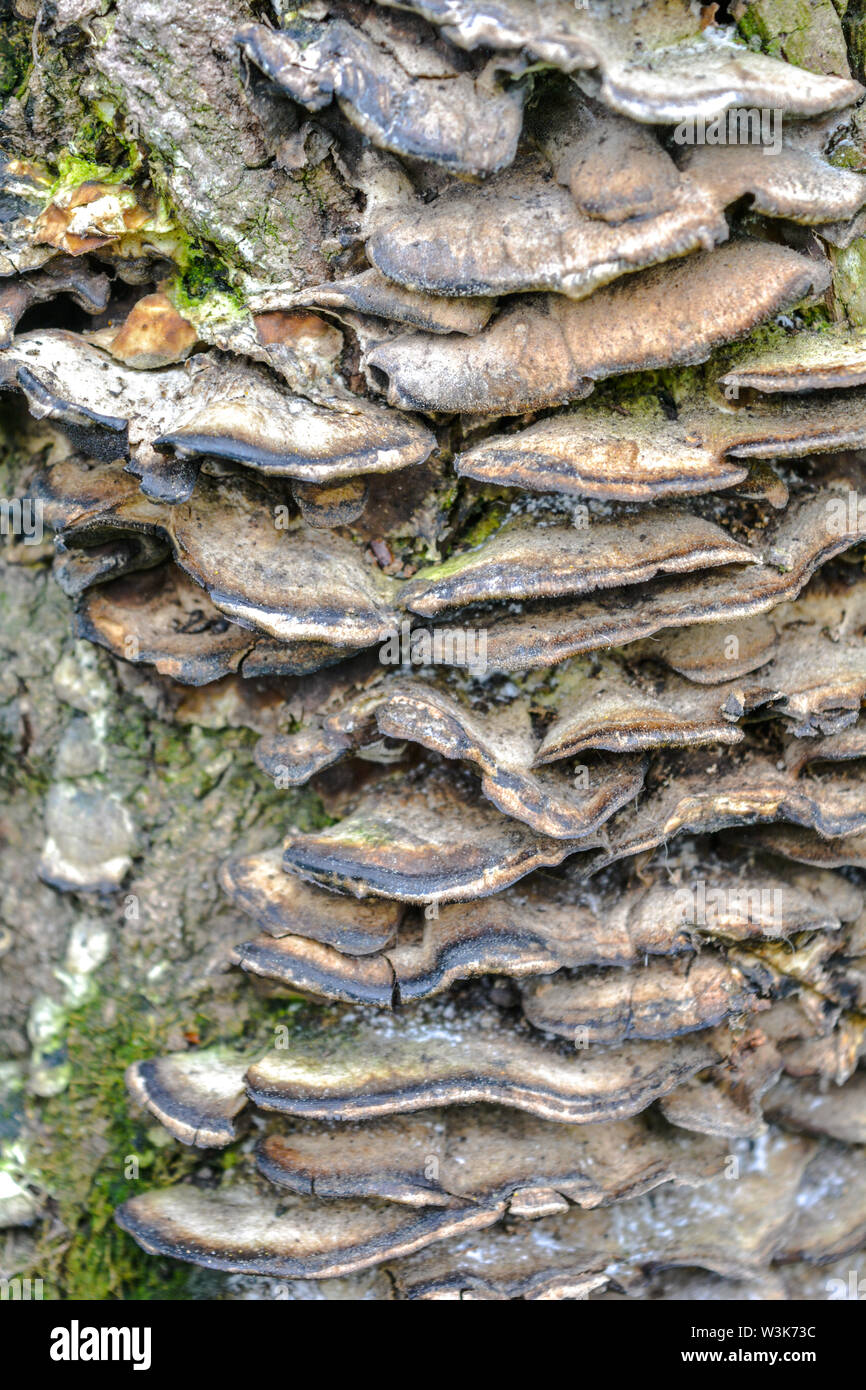 Plante Fongique Banque d'image et photos - Alamy