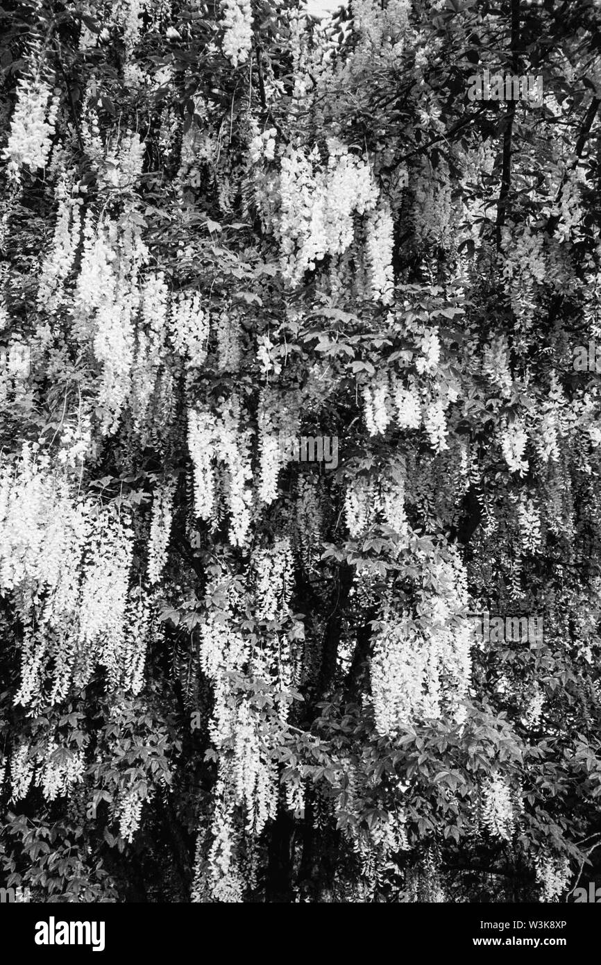 Arbre fleurissant Banque d'images noir et blanc - Alamy