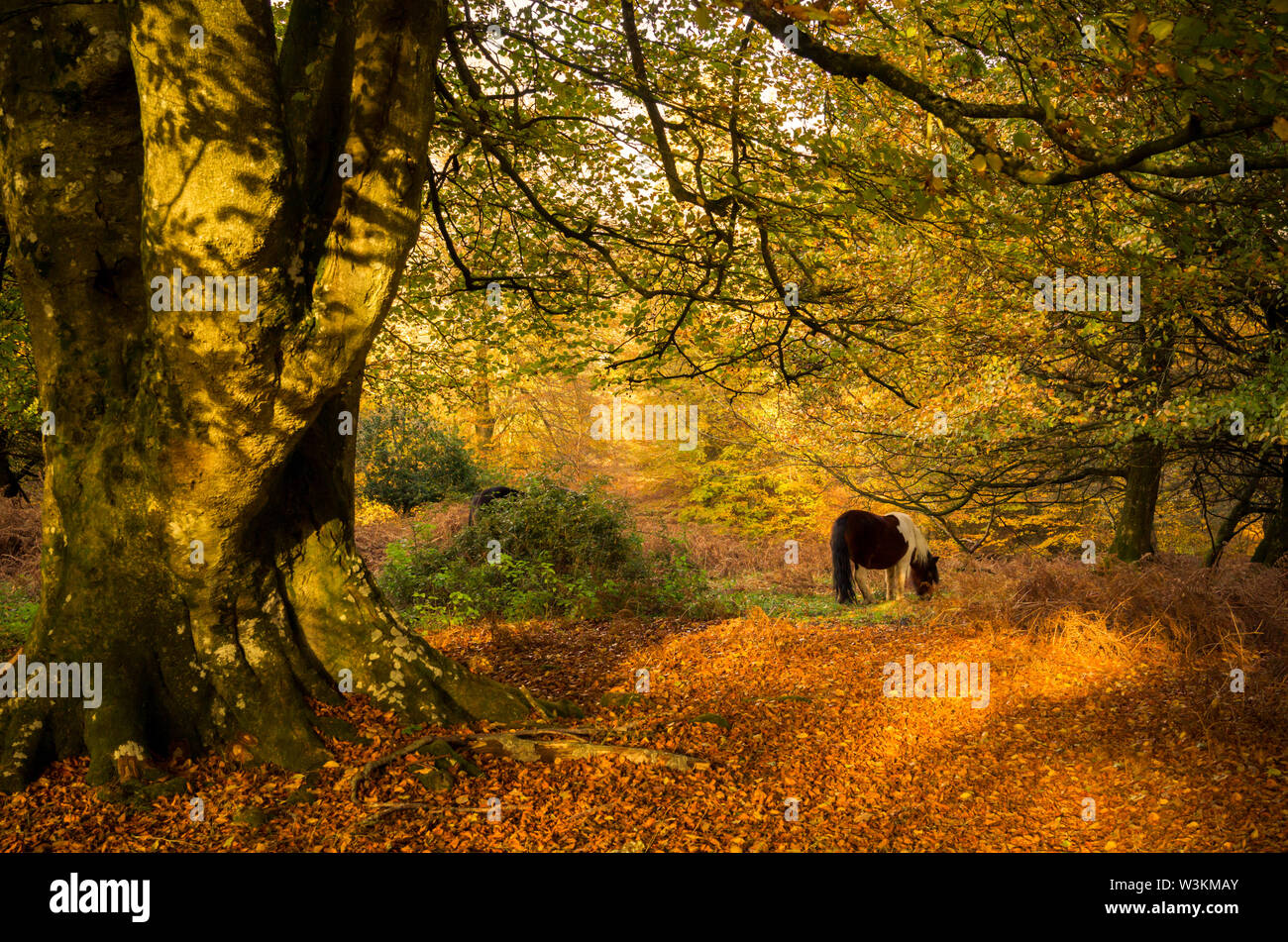 Poney sous l'arbre Banque de photographies et d’images à haute ...