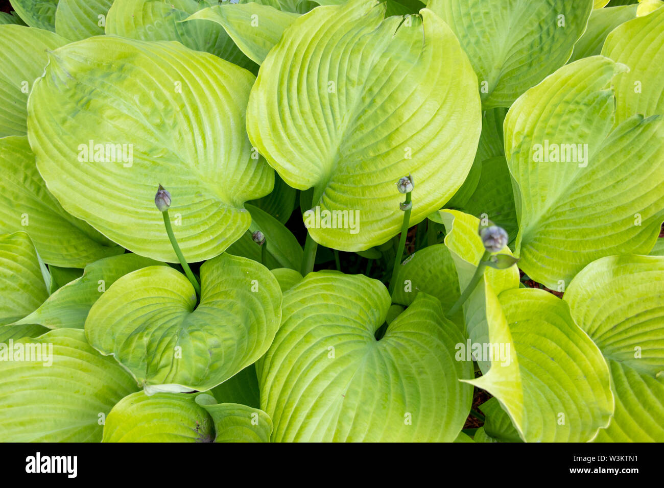 Hosta géant Banque de photographies et d’images à haute résolution - Alamy