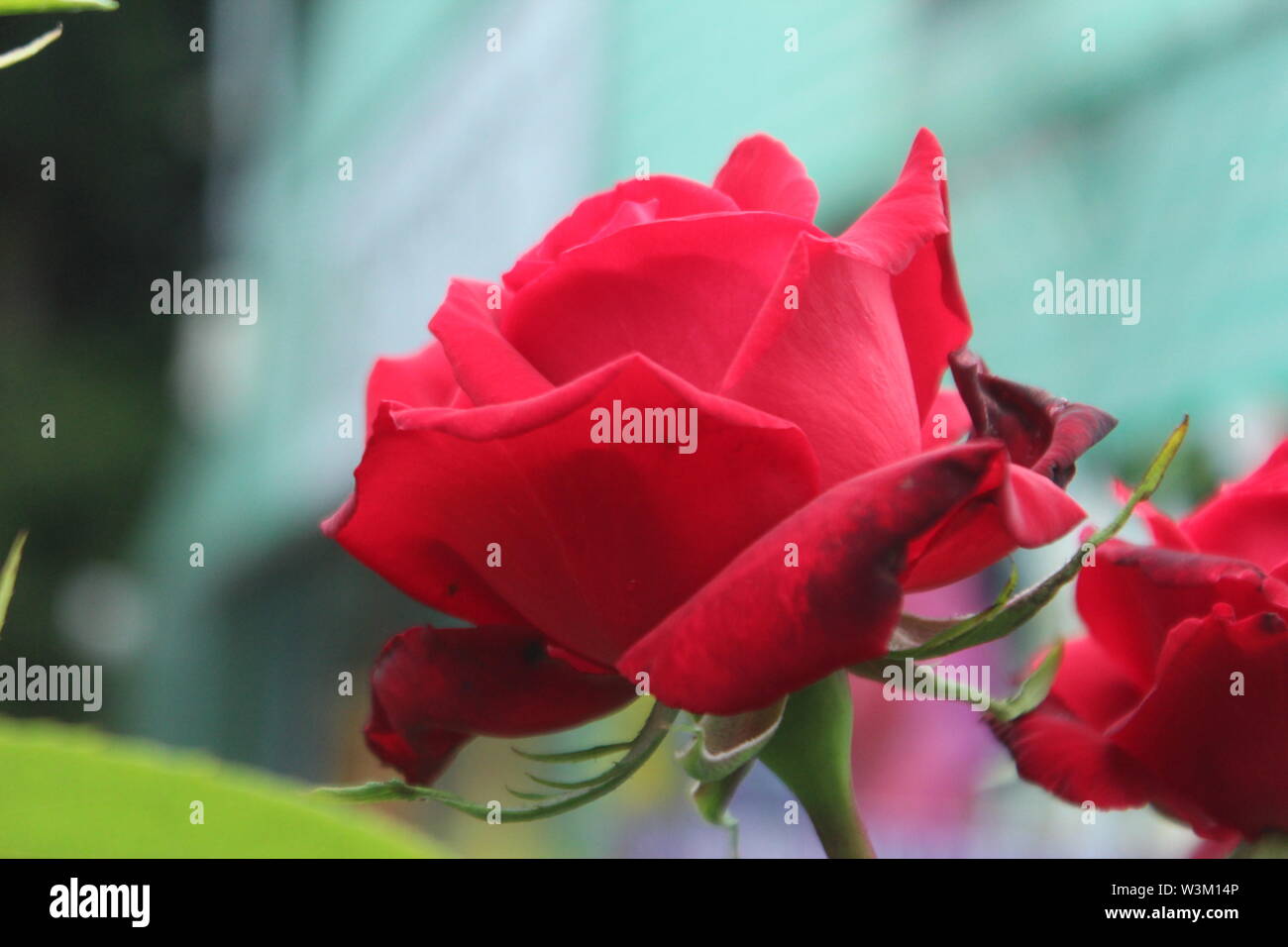 Rose rouge en gros plan Banque de photographies et d’images à haute ...