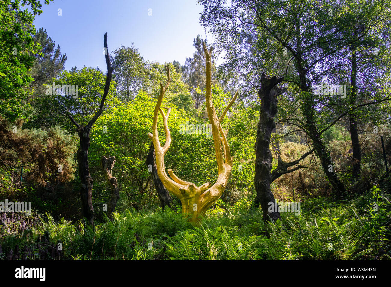 Forest of brocéliande arbre d'or Banque de photographies et d’images à ...