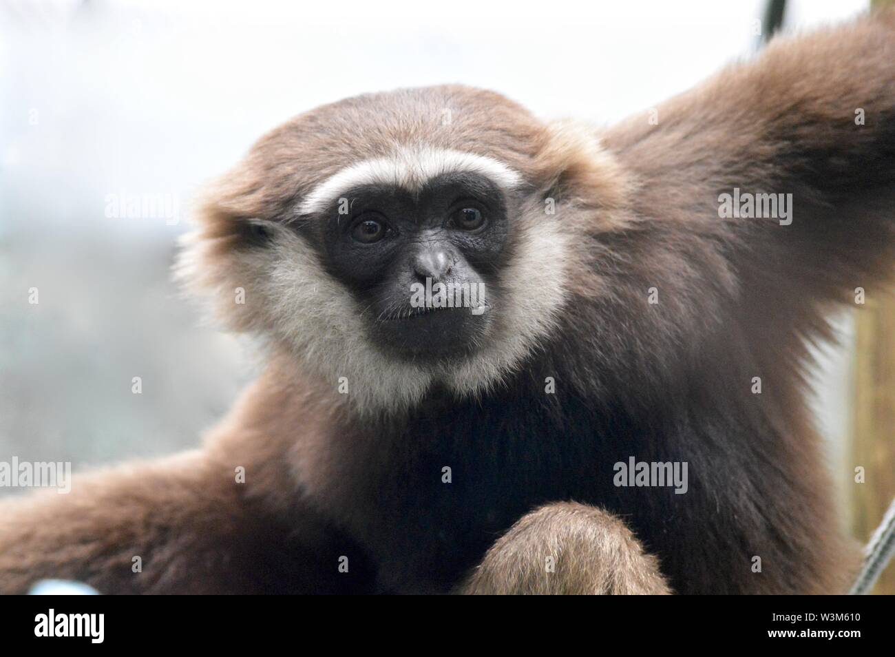 Gibbon agile Banque de photographies et d’images à haute résolution - Alamy