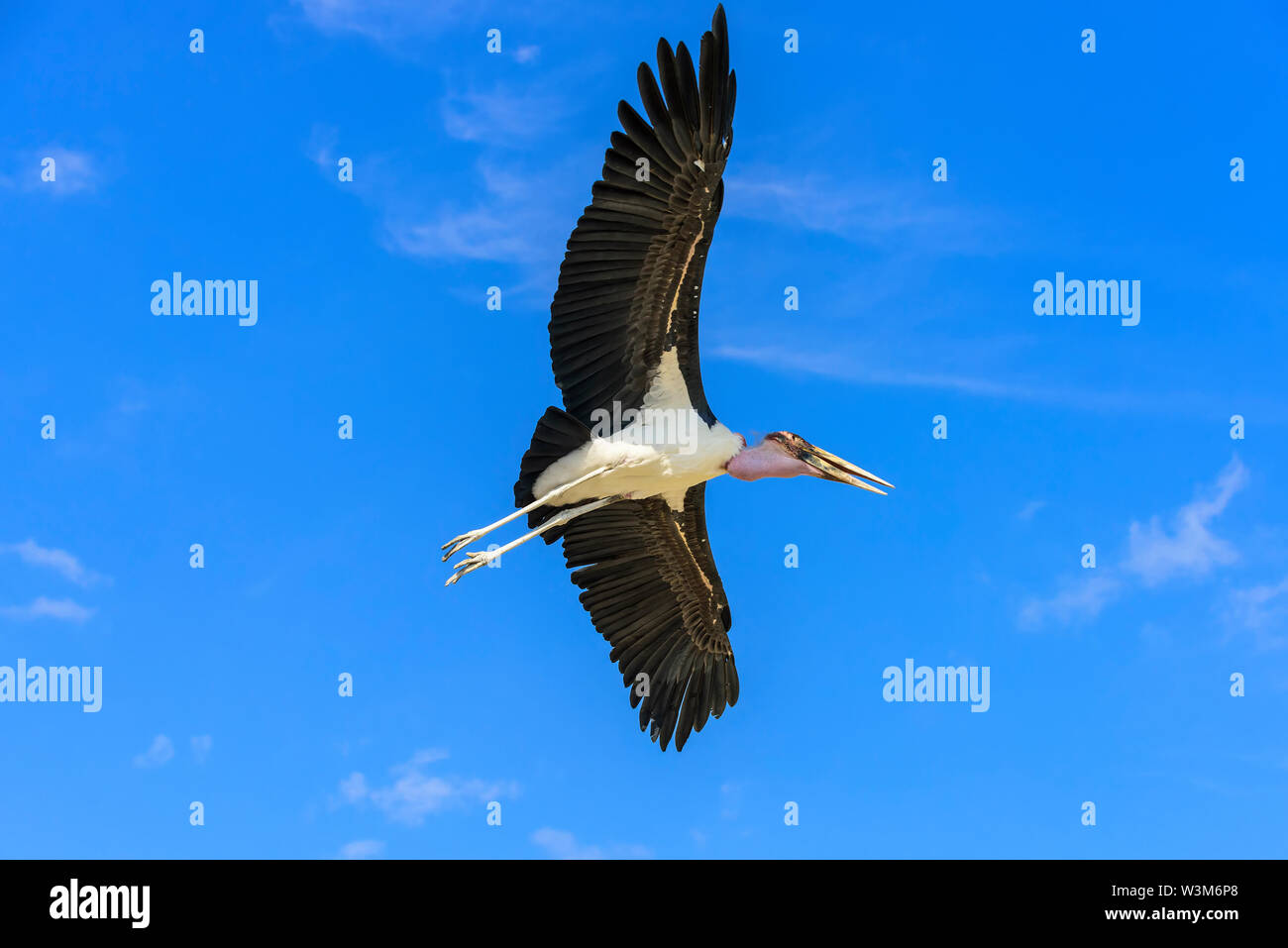Marabou sahara Banque de photographies et d’images à haute résolution ...