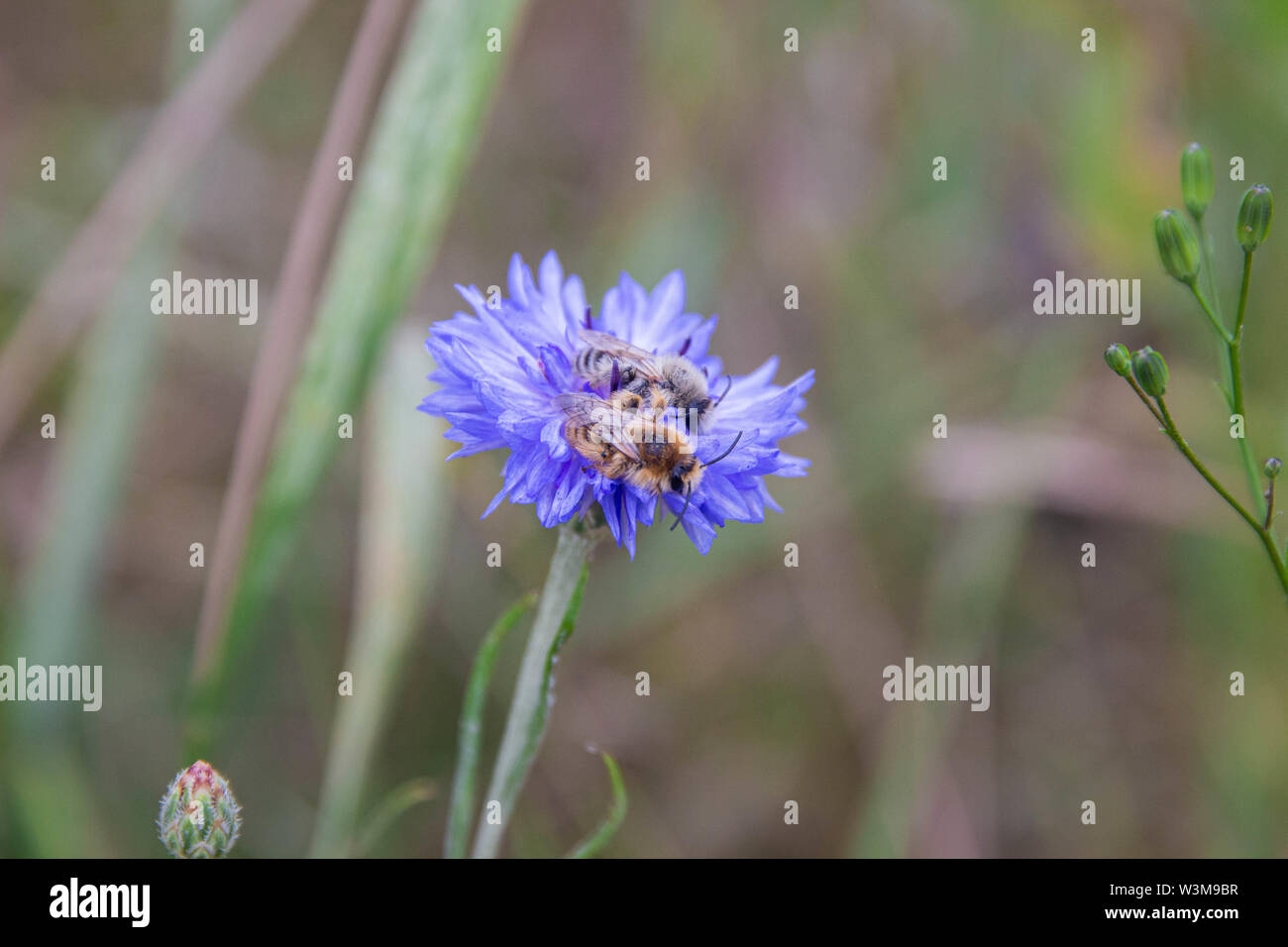 Abeilles sur fleur Banque de photographies et d’images à haute ...