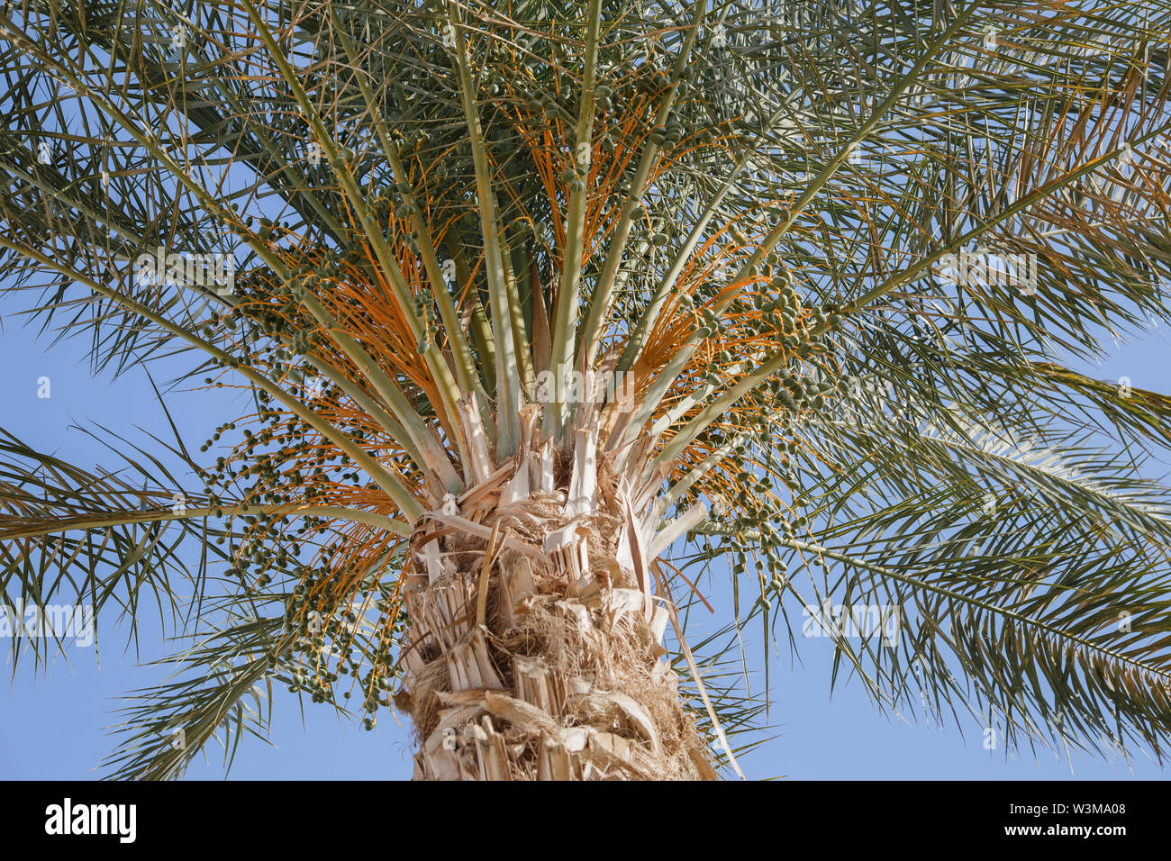 Arbre de dattes avec des fruits Banque d'image et photos - Page 2 - Alamy