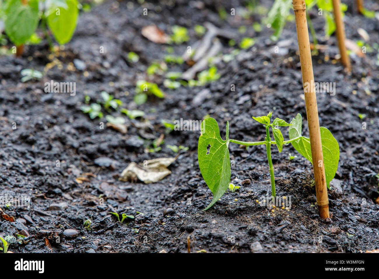 Haricots germination Banque de photographies et d’images à haute ...