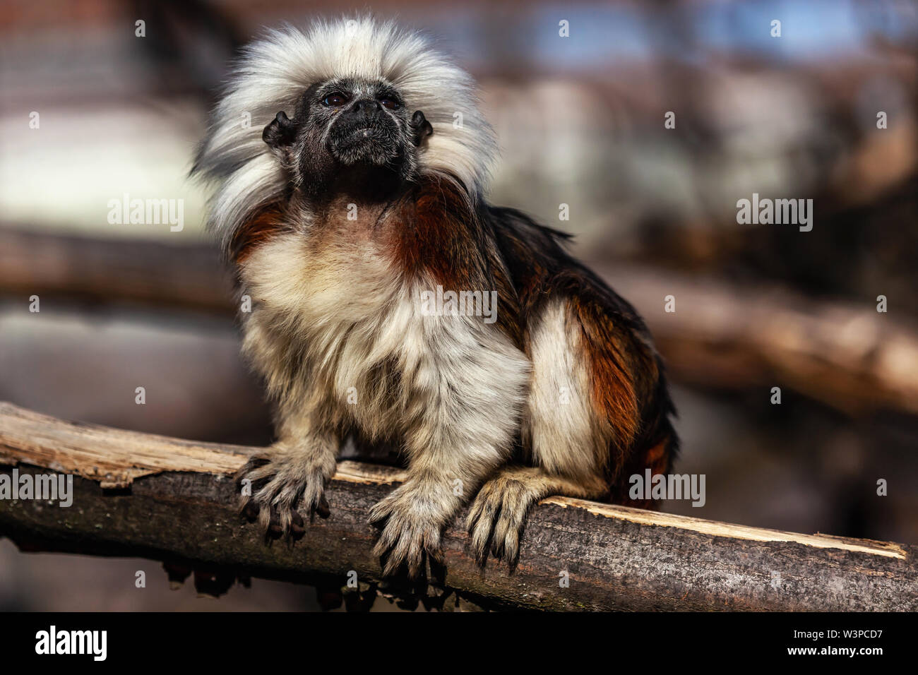 Tamarin au zoo Banque de photographies et d’images à haute résolution ...