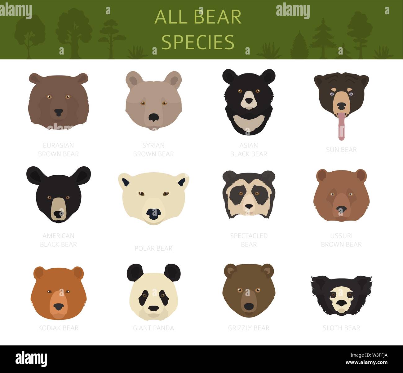 Toutes les espèces d'ours du monde dans un seul ensemble. Collection ...