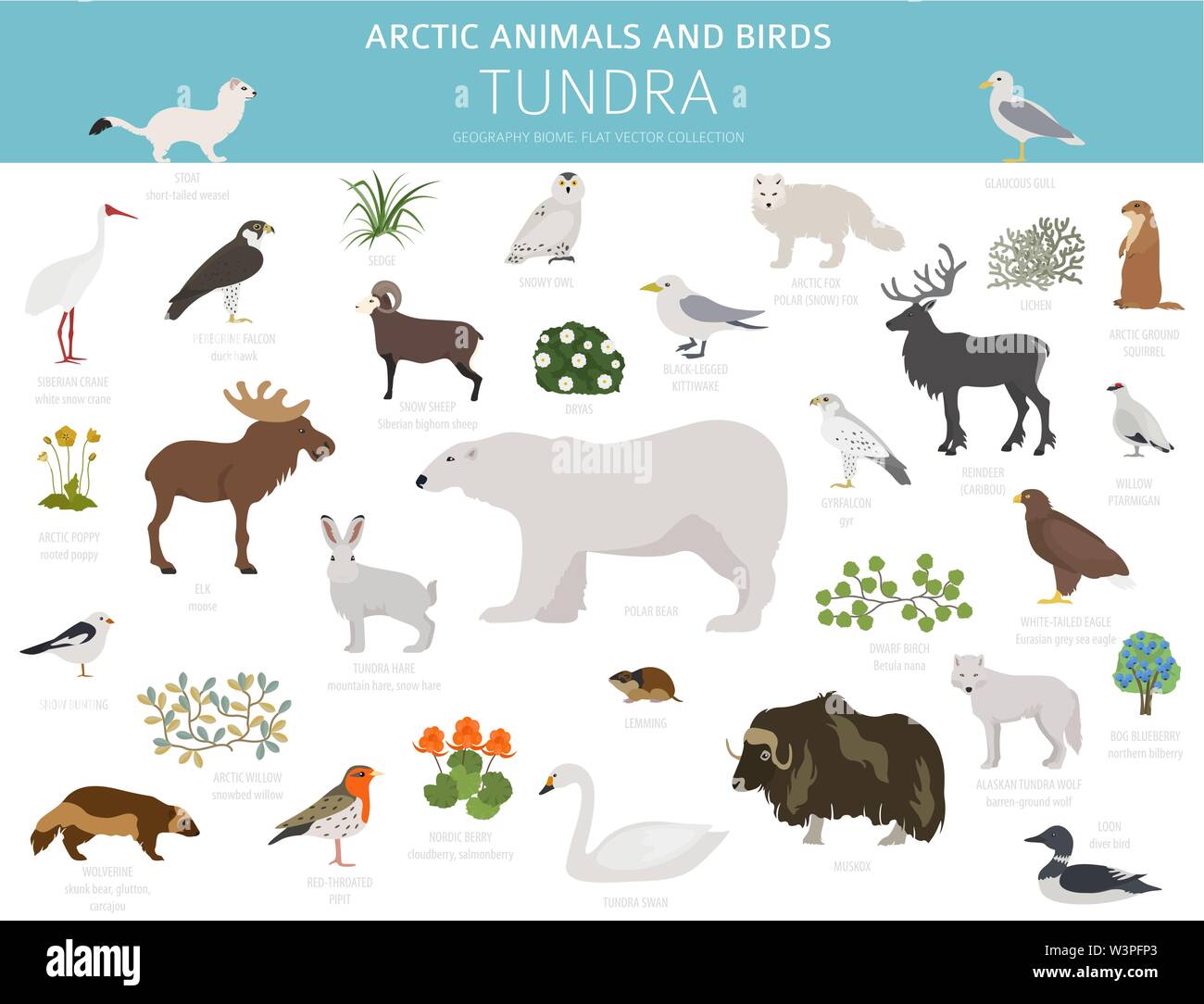 Tundra biome. Carte du monde de l'écosystème terrestre. Les animaux et ...