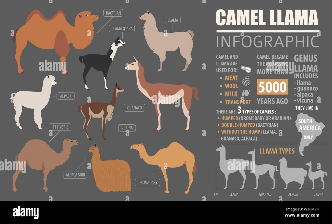 Double hump camel Banque d'images vectorielles - Alamy