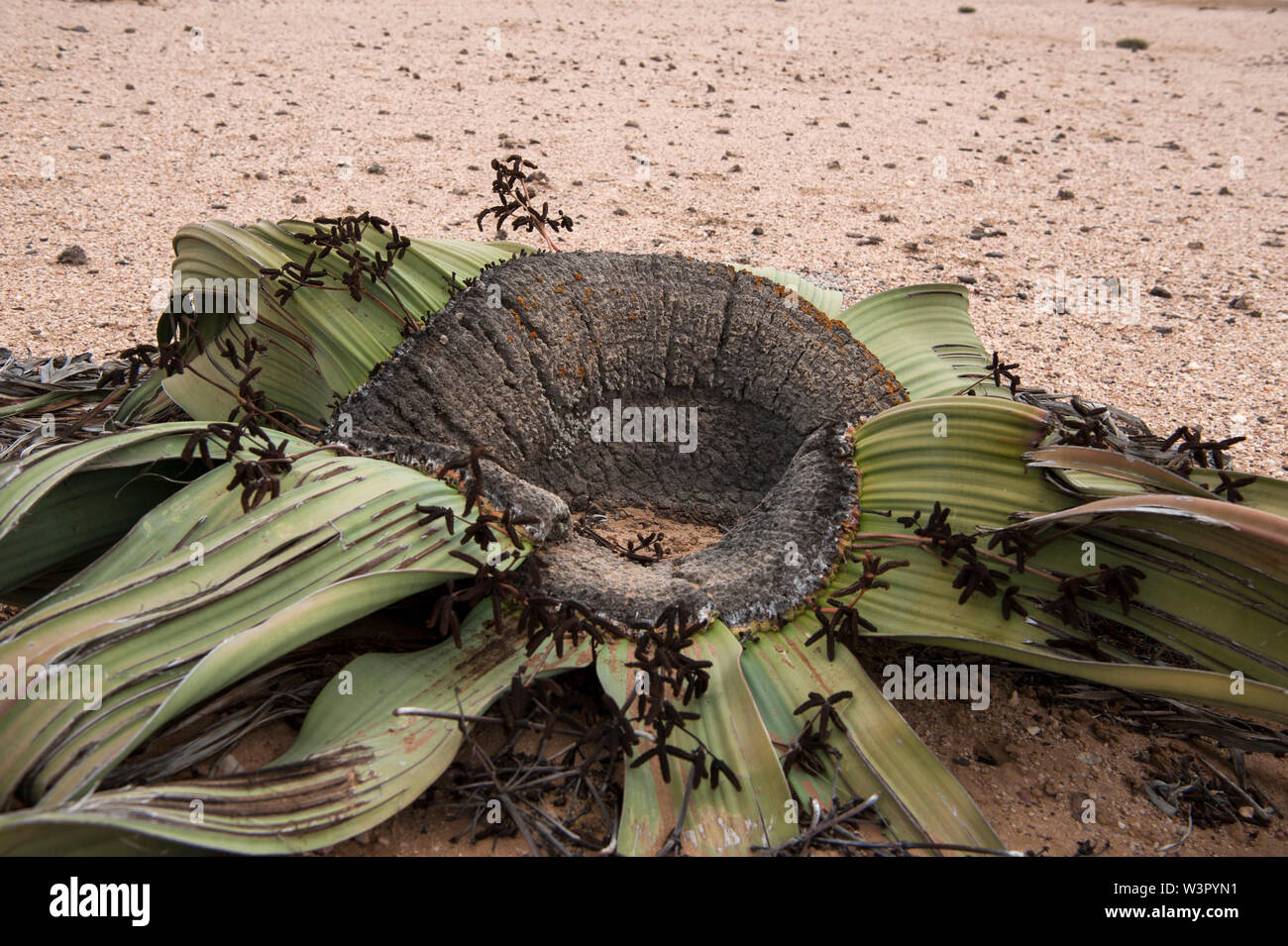 Welwitschia mirabilis. Ce site unique se compose d'une tige ligneuse et ...
