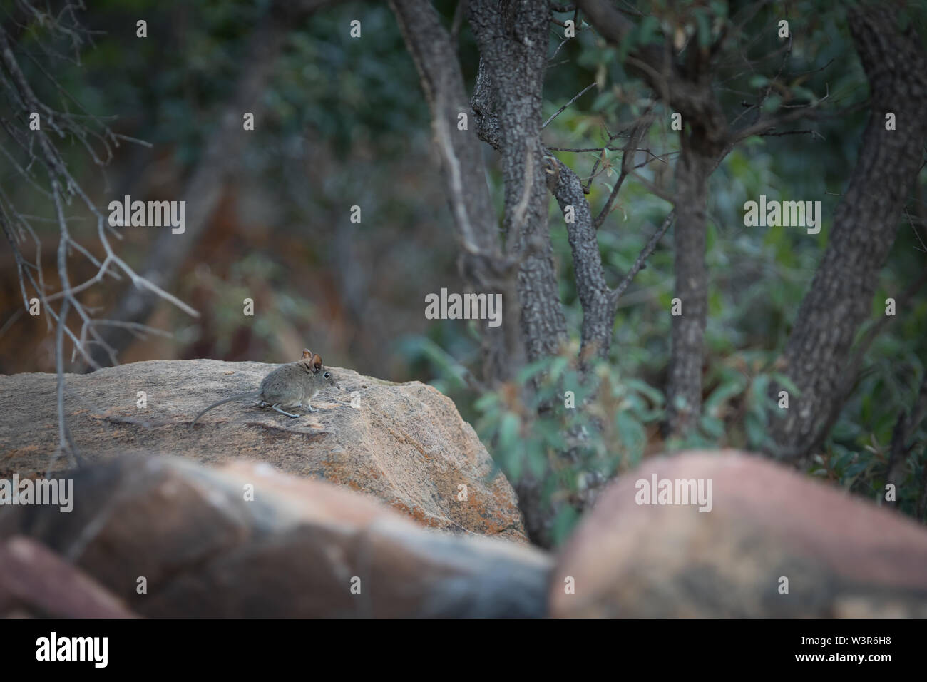 Elephantulus myurus Banque de photographies et d’images à haute ...