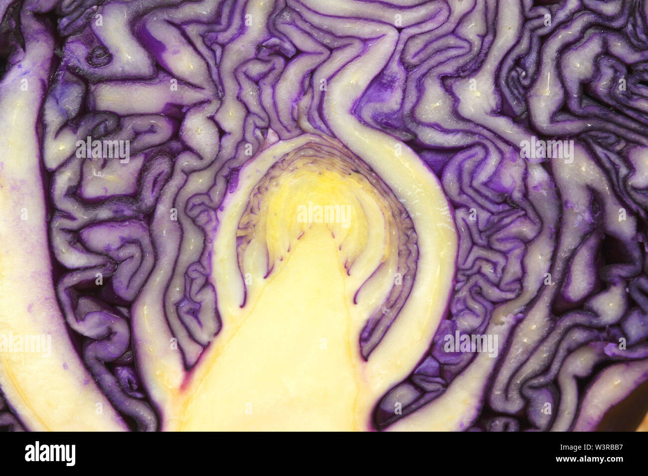 Couper le chou Banque de photographies et d’images à haute résolution ...