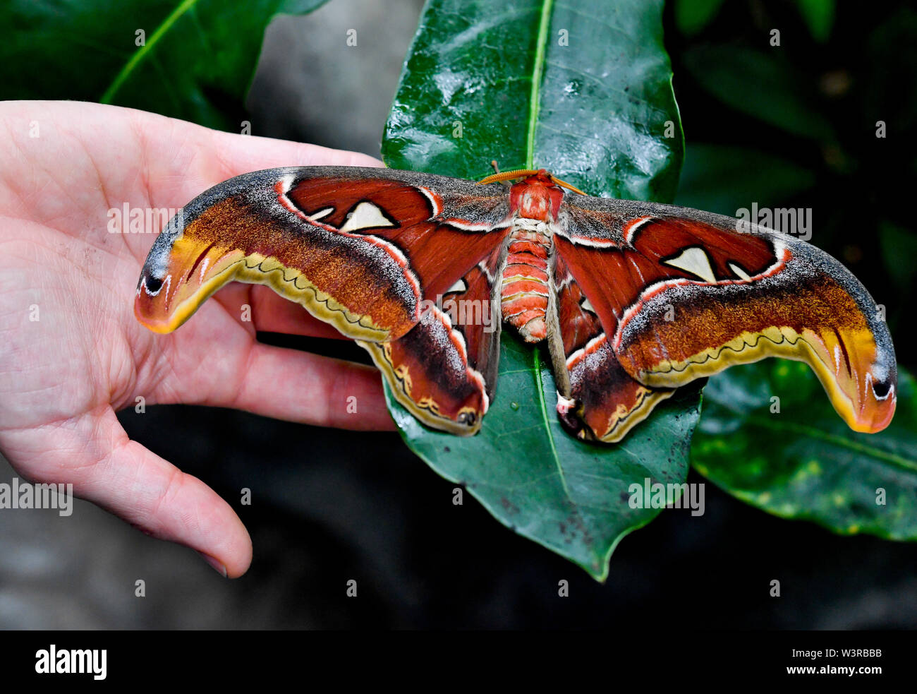 Les plus grands papillons du monde Banque de photographies et d’images à haute résolution - Alamy