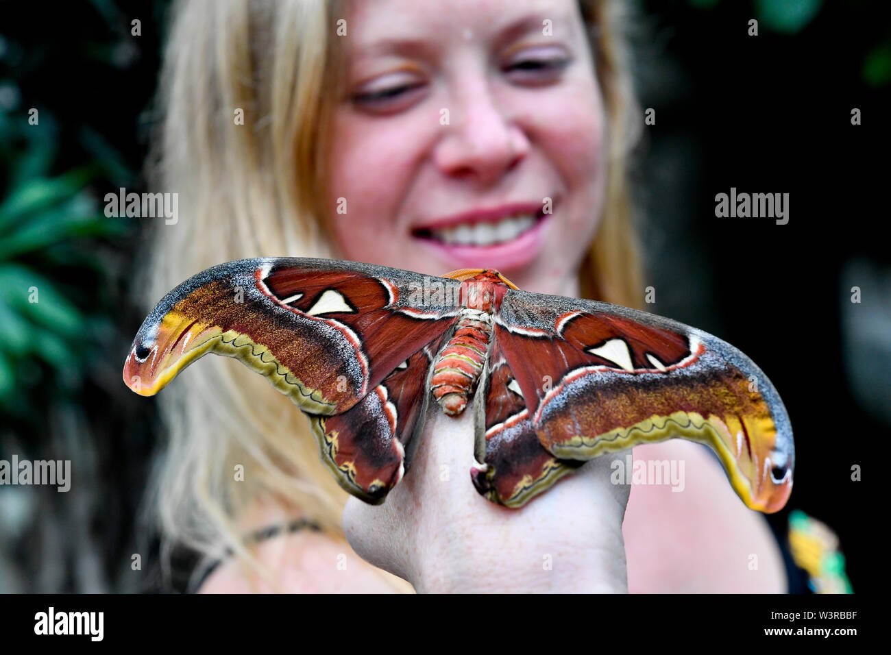 Les plus grands papillons du monde Banque de photographies et d’images à haute résolution - Alamy