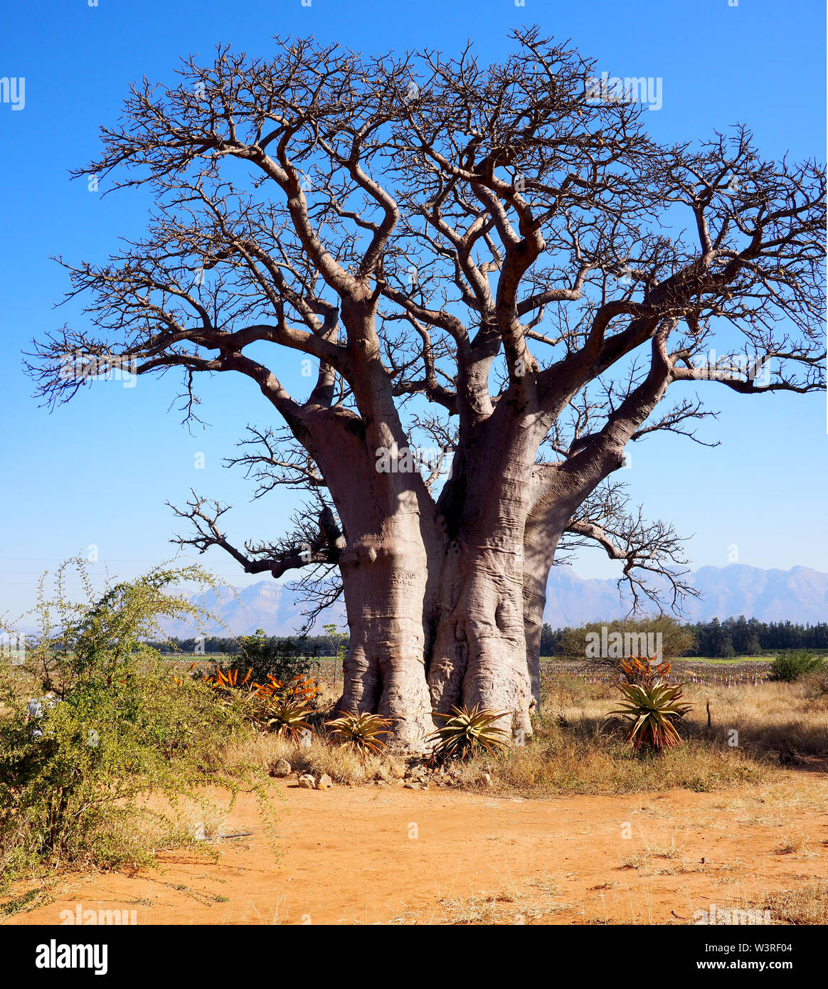 Baobab afrique Banque de photographies et d’images à haute résolution ...