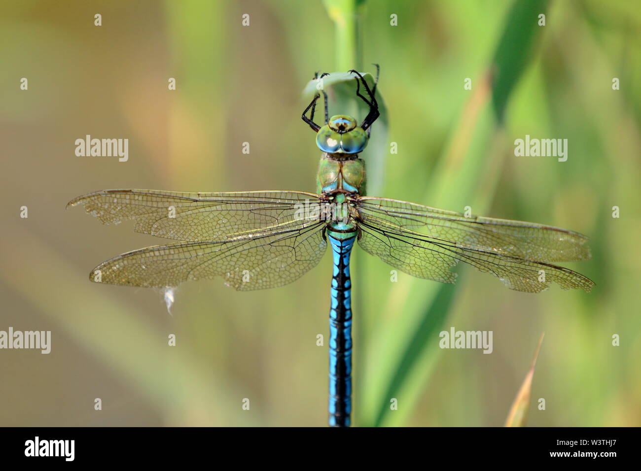 Libellule empereur bleu Banque de photographies et d’images à haute résolution - Alamy