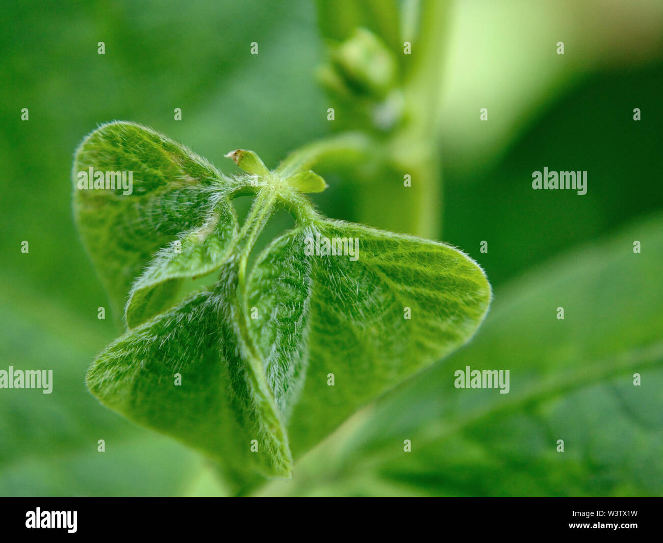 Feuilles De Haricot Banque d'image et photos - Alamy