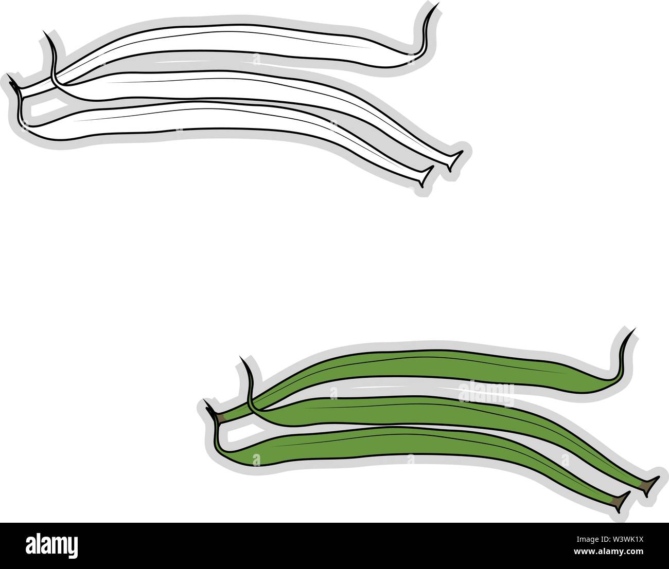 Plante haricot vert Banque d'images vectorielles - Alamy