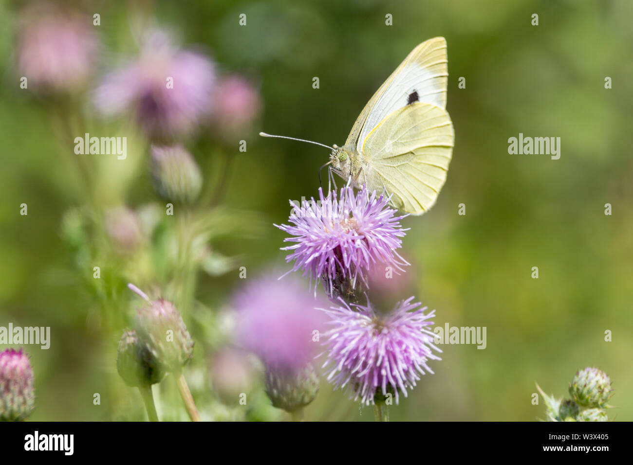 Papillon blanc veiné vert (Artogeia napi) mâle avec point noir sur ...