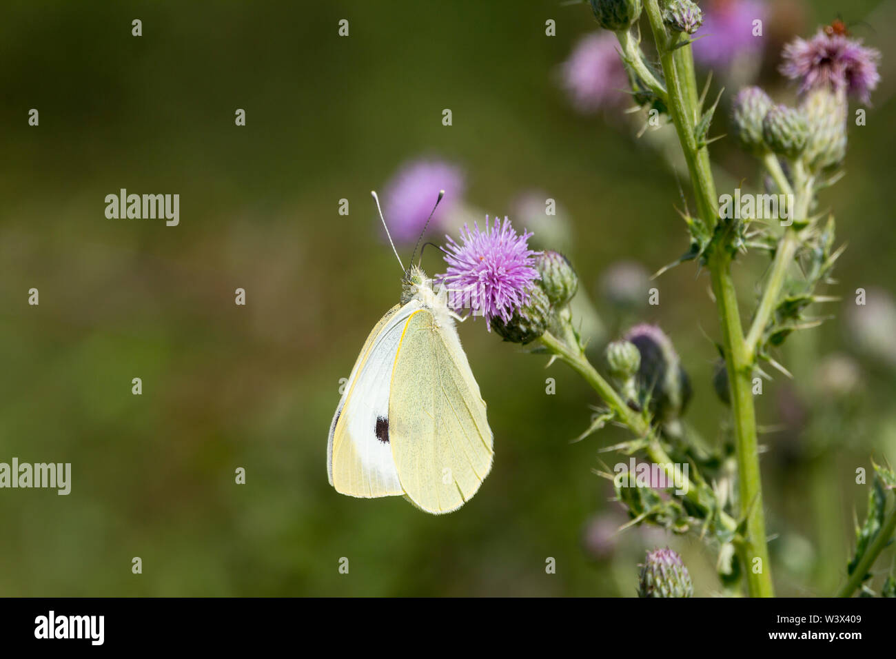 Papillon blanc veiné vert (Artogeia napi) mâle avec point noir sur ...