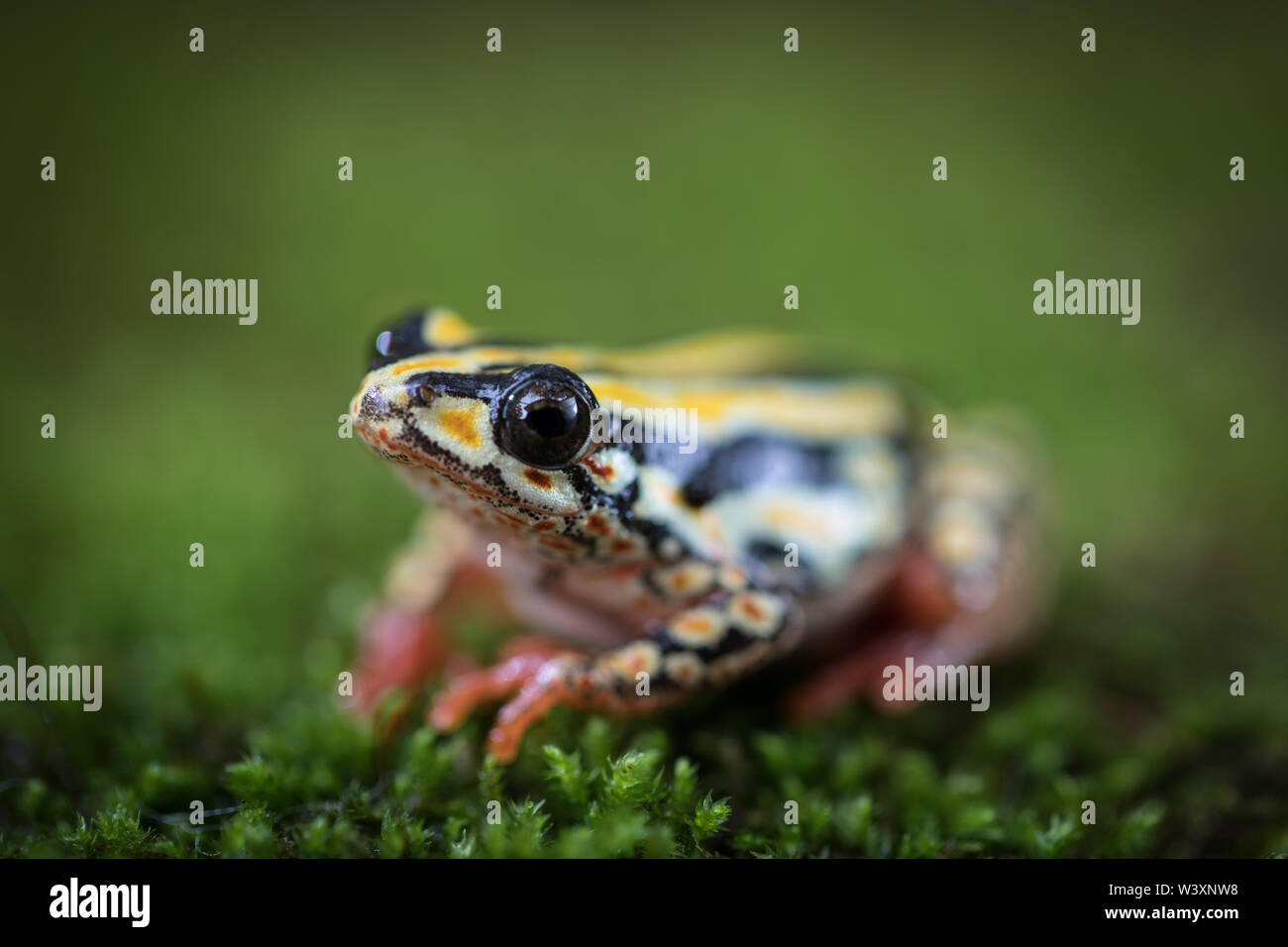 Grenouilles des roseaux Banque de photographies et d’images à haute ...