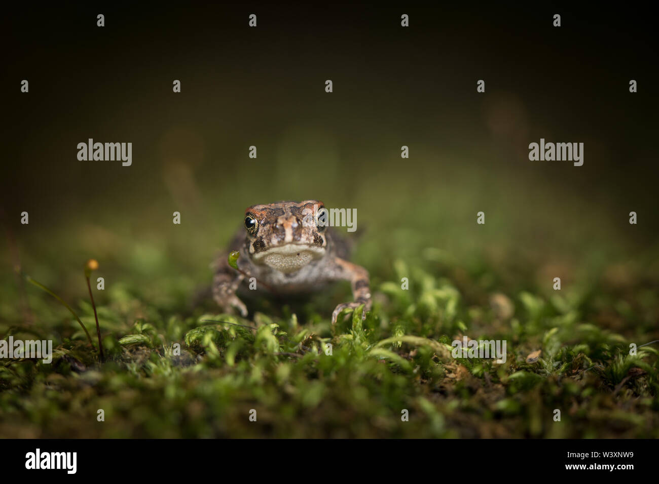 Petit crapaud Banque de photographies et d’images à haute résolution ...