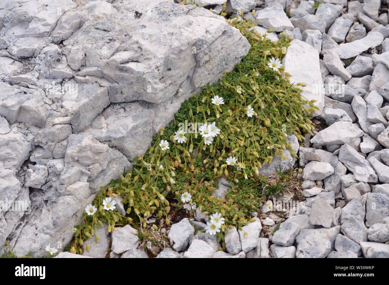 Fleurs qui poussent sur les rochers Banque de photographies et d’images ...