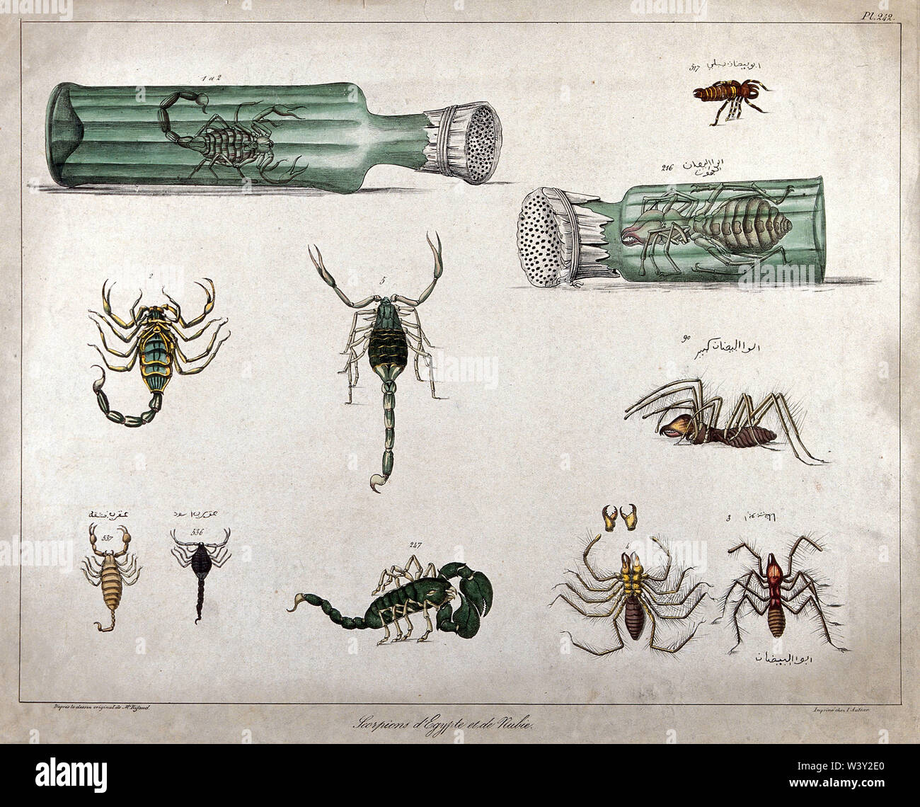 Les scorpions et les arachnides onze chiffres, y compris deux exemples ...