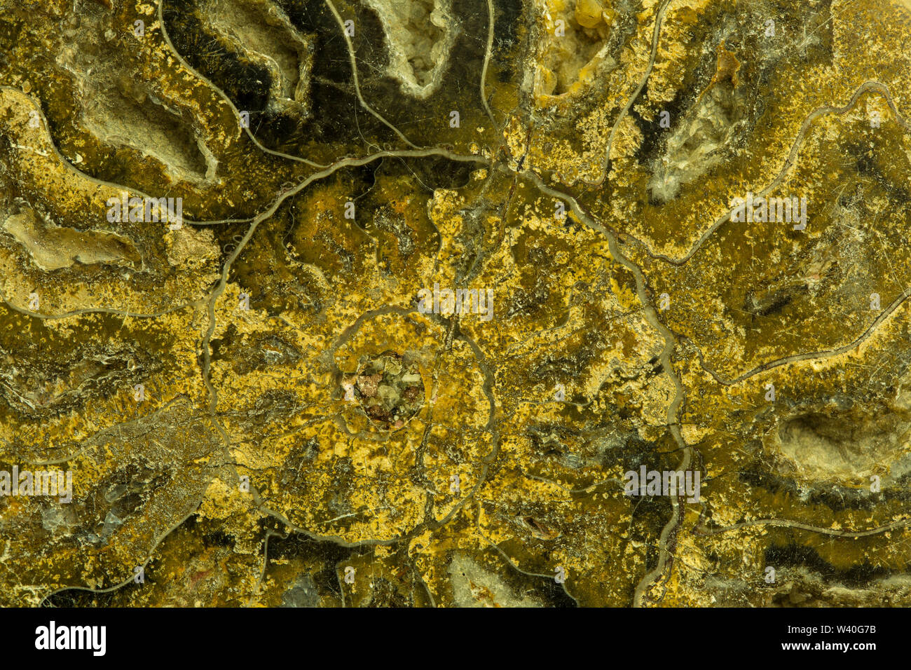 Grande ammonite shell vue dans la section, révélant les chambres ...