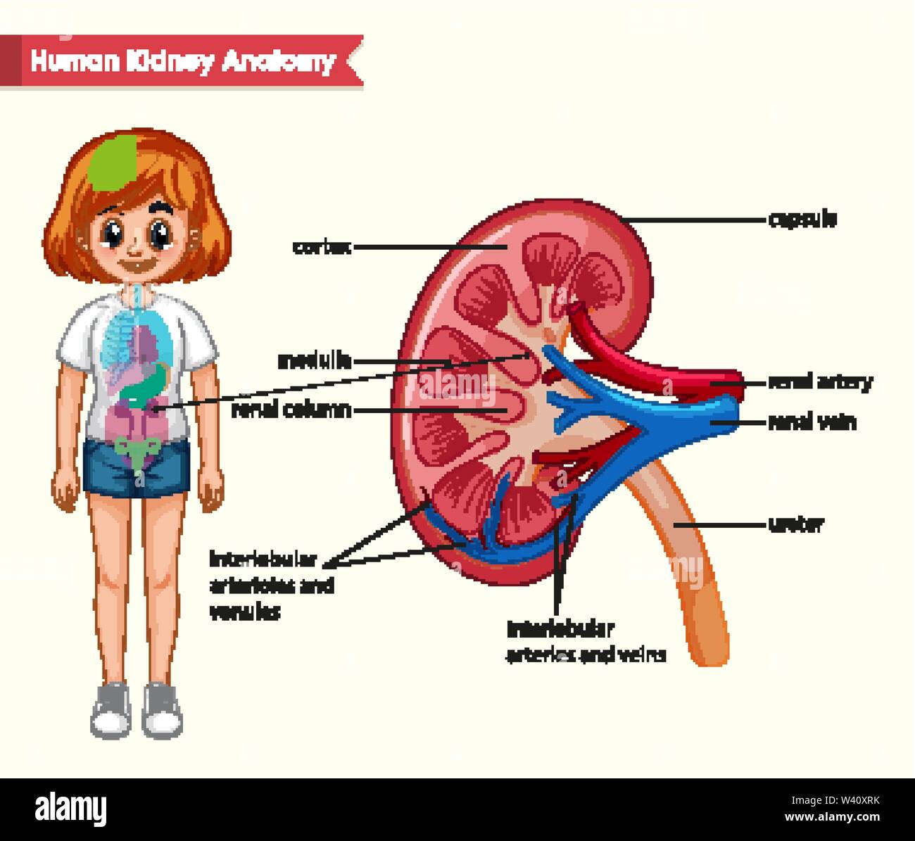 Illustration médicale scientifique de l'Anatomie du rein illustration ...
